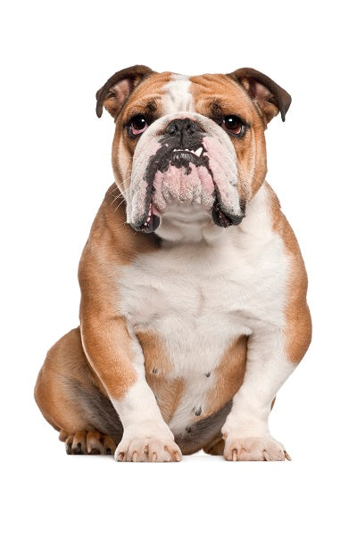 English Bulldog Bobblehead – Bobble For A Cause