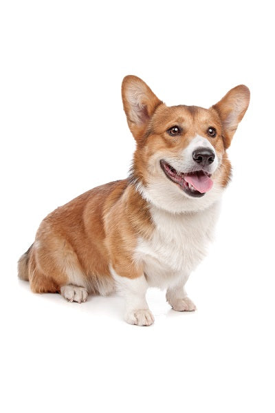 Pembroke Welsh Corgi Bobblehead – Bobble For A Cause